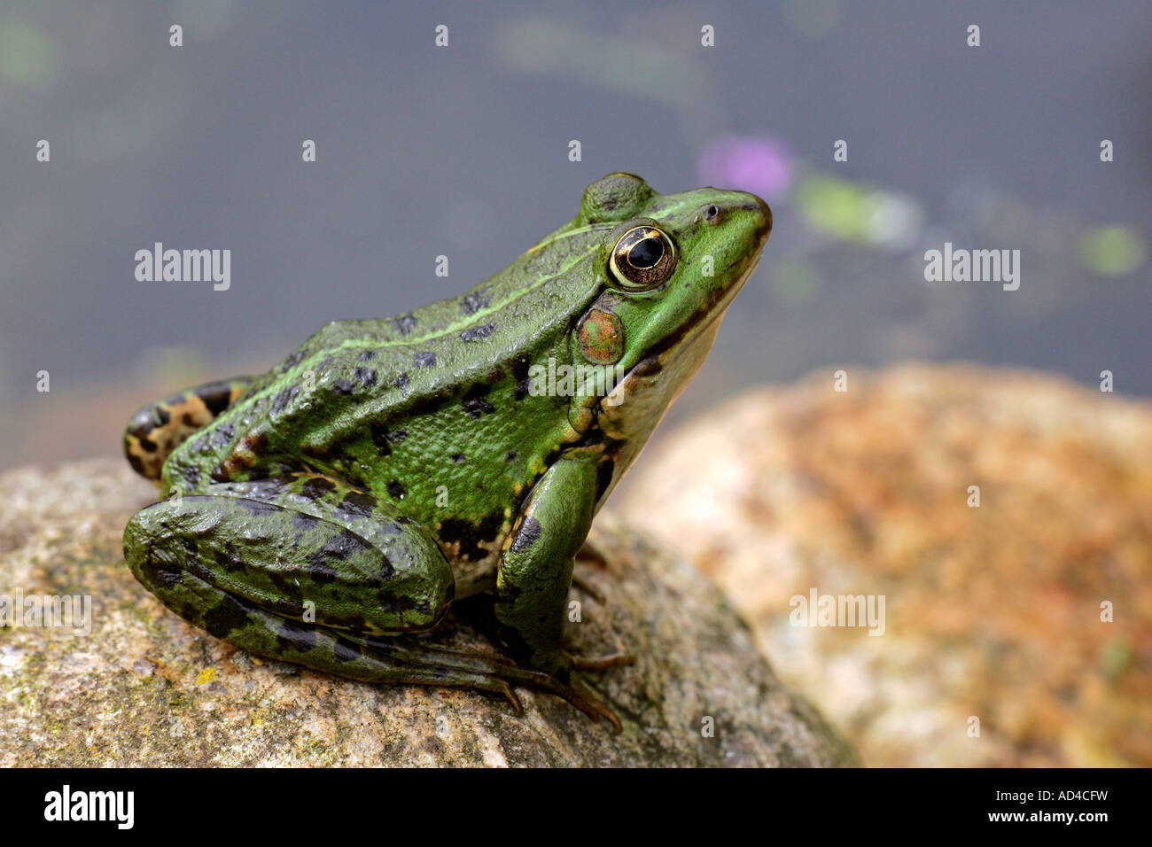 European edible frog taking a sunbath on a stone at a garden pond (Rana ...