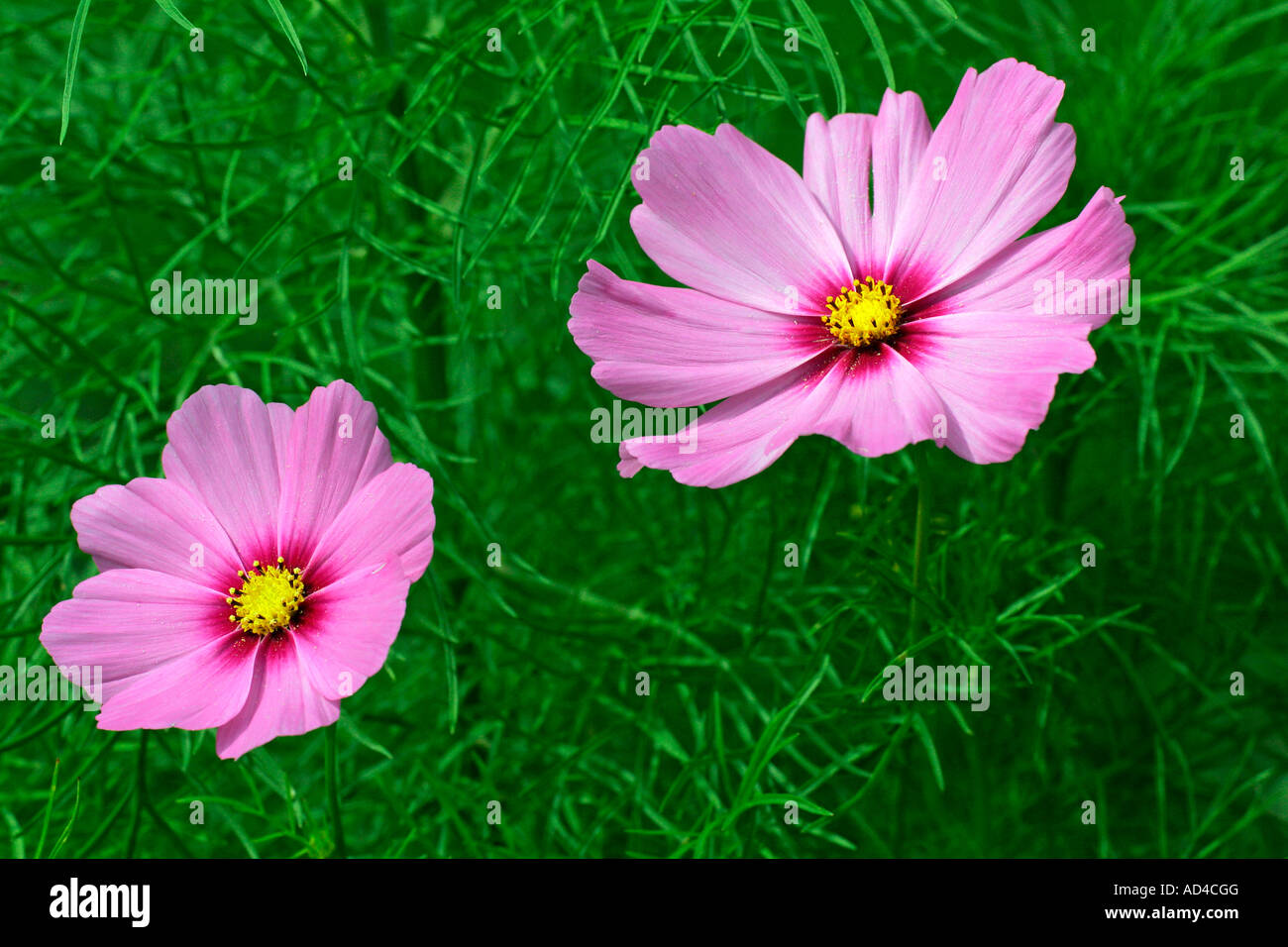 Flowering mexican aster - garden cosmos (Cosmos bipinnatus Stock Photo ...