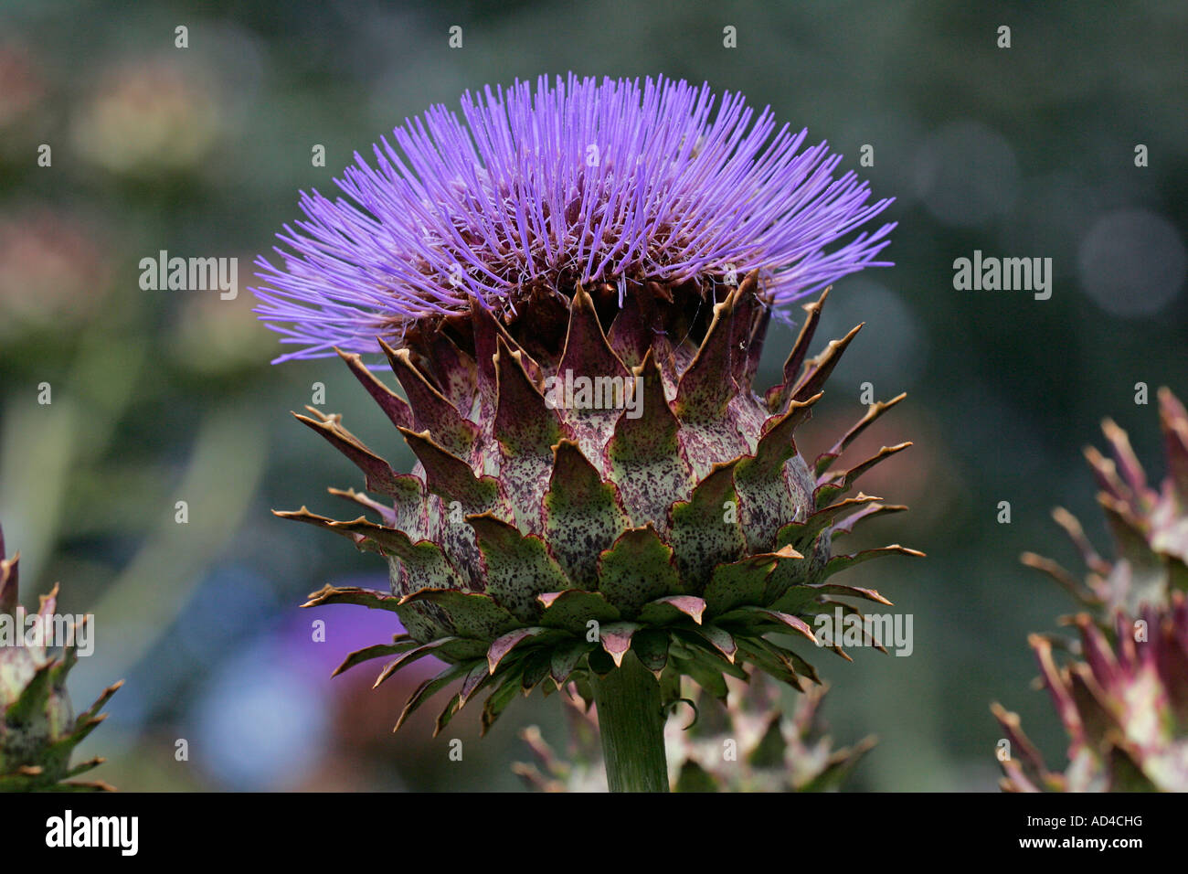 Flowering cardoon (Cynara cardunculus Stock Photo - Alamy
