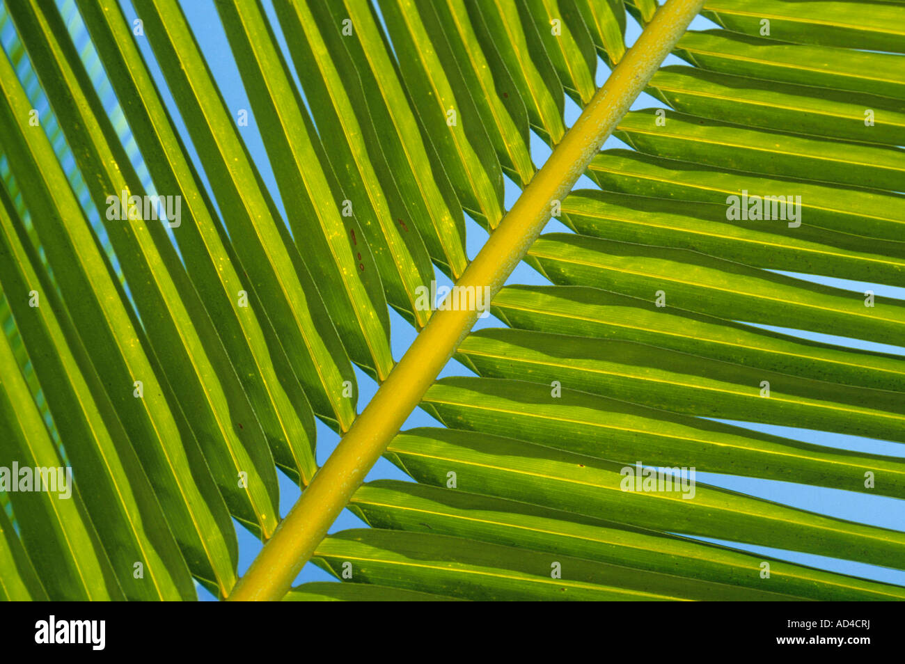 Frond palmen hi-res stock photography and images - Alamy