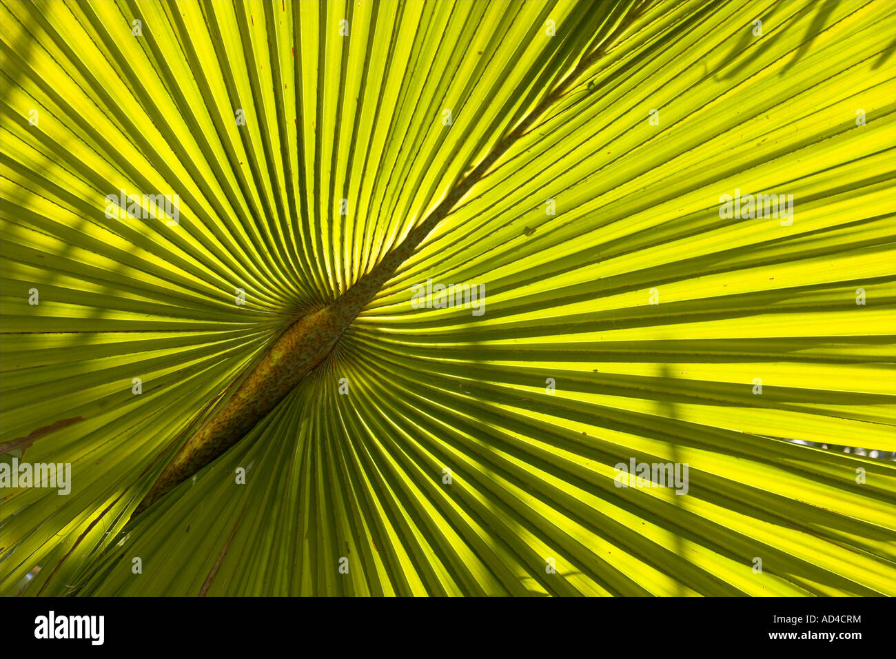 Dimensions for palm hi-res stock photography and images - Alamy