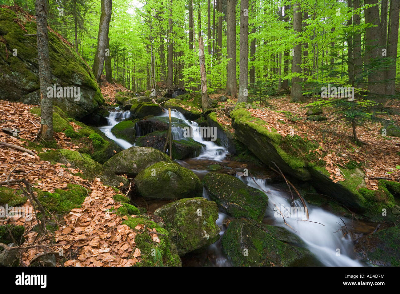 National park Bavarian Forest, Bavaria, Germany Stock Photo - Alamy