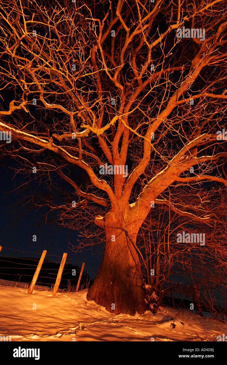 Oak tree in light of camp fire Stock Photo - Alamy