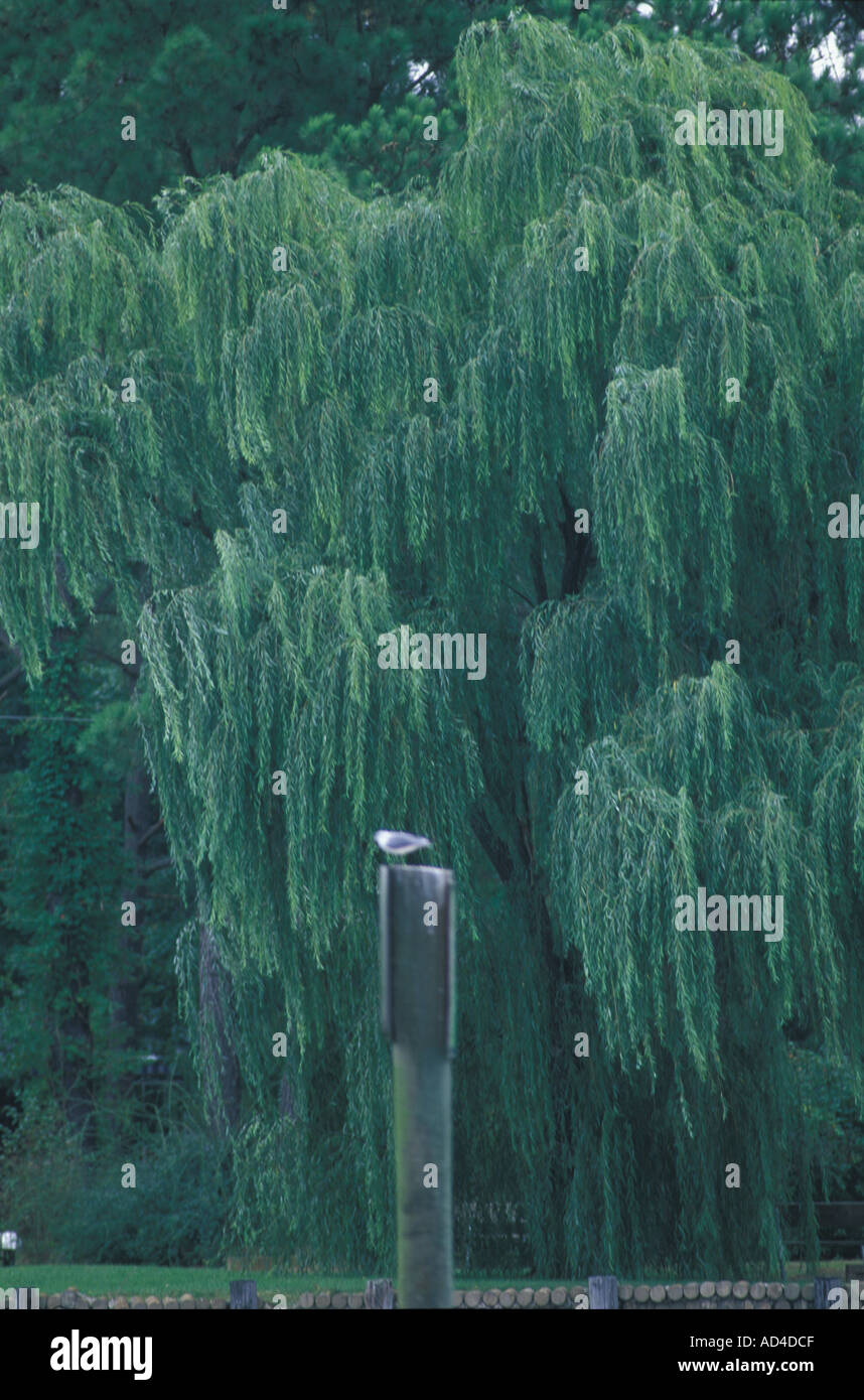 Carolina willow hi-res stock photography and images - Alamy
