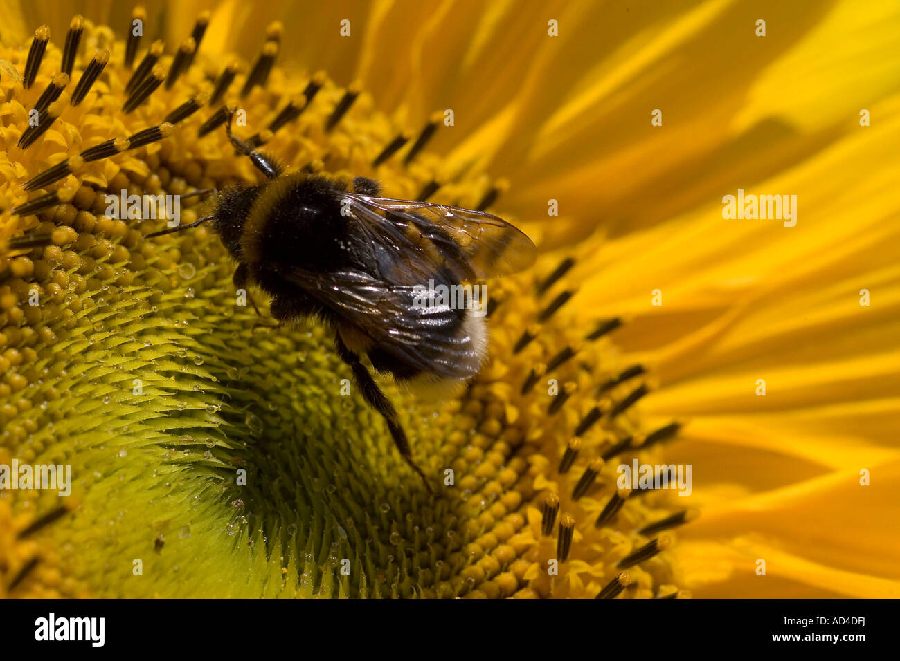 Big bumblebee gathering nectar Stock Photo - Alamy