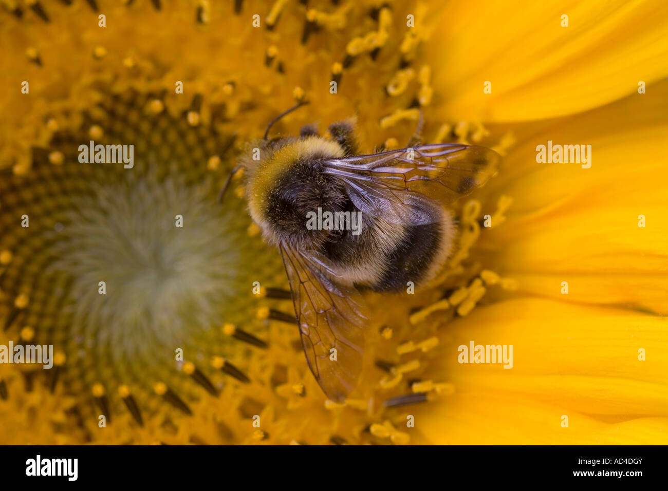 Big bumblebee gathering nectar Stock Photo - Alamy