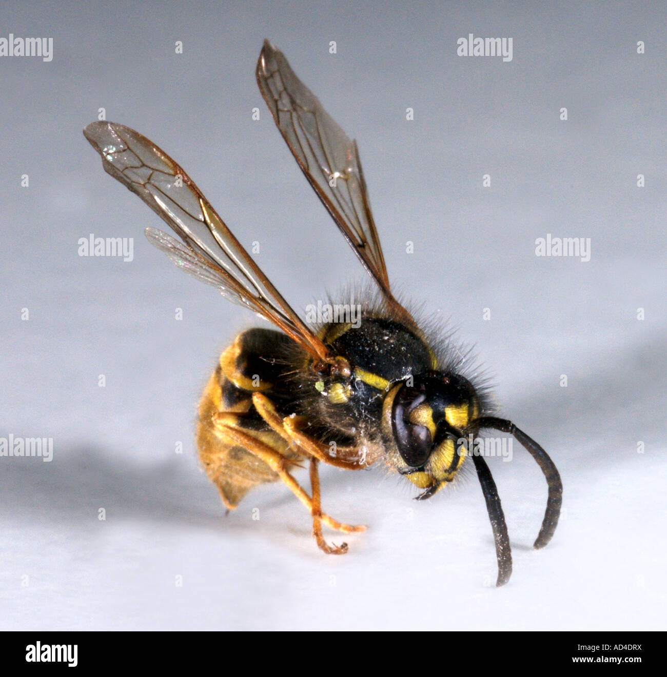 Common Wasp Vespula vulgaris Stock Photo - Alamy