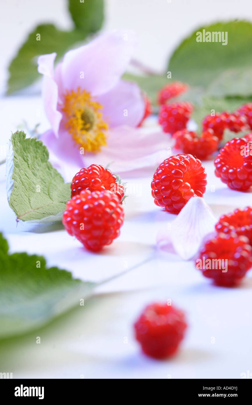 Raspberries and blossoms Stock Photo - Alamy