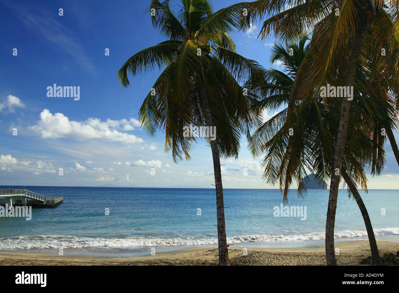 Exotic plants branches nice hi-res stock photography and images - Alamy