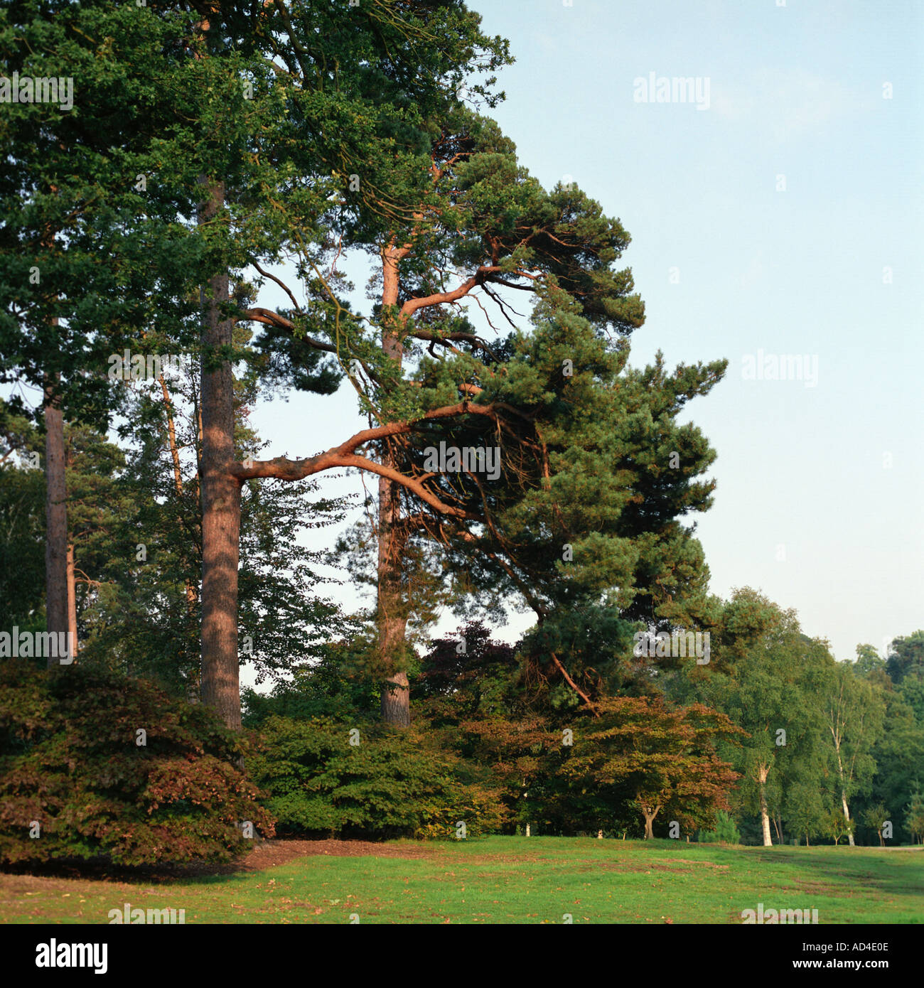 Summer windsor great park hi-res stock photography and images - Alamy