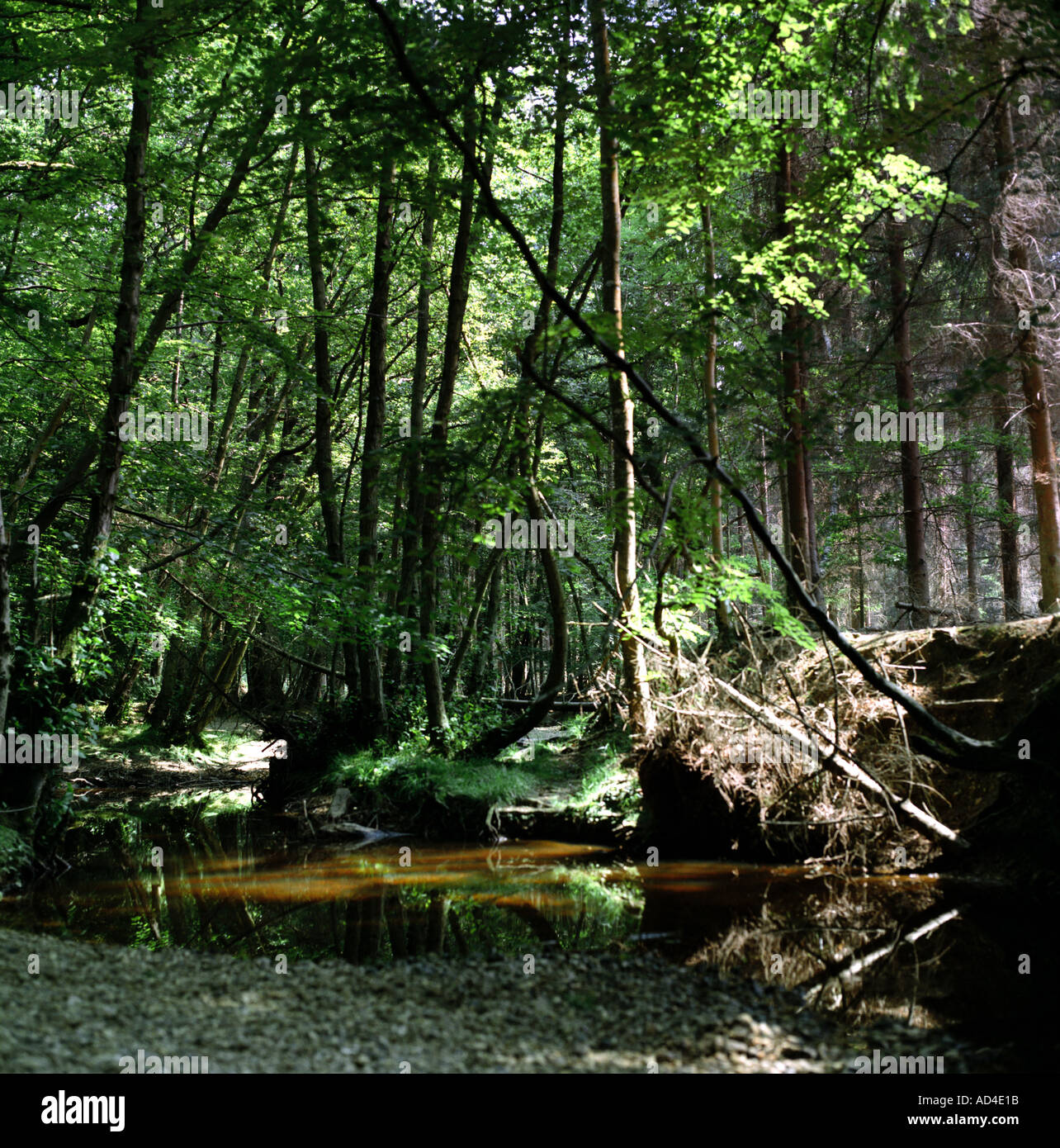 New Forest Stream Stock Photo - Alamy