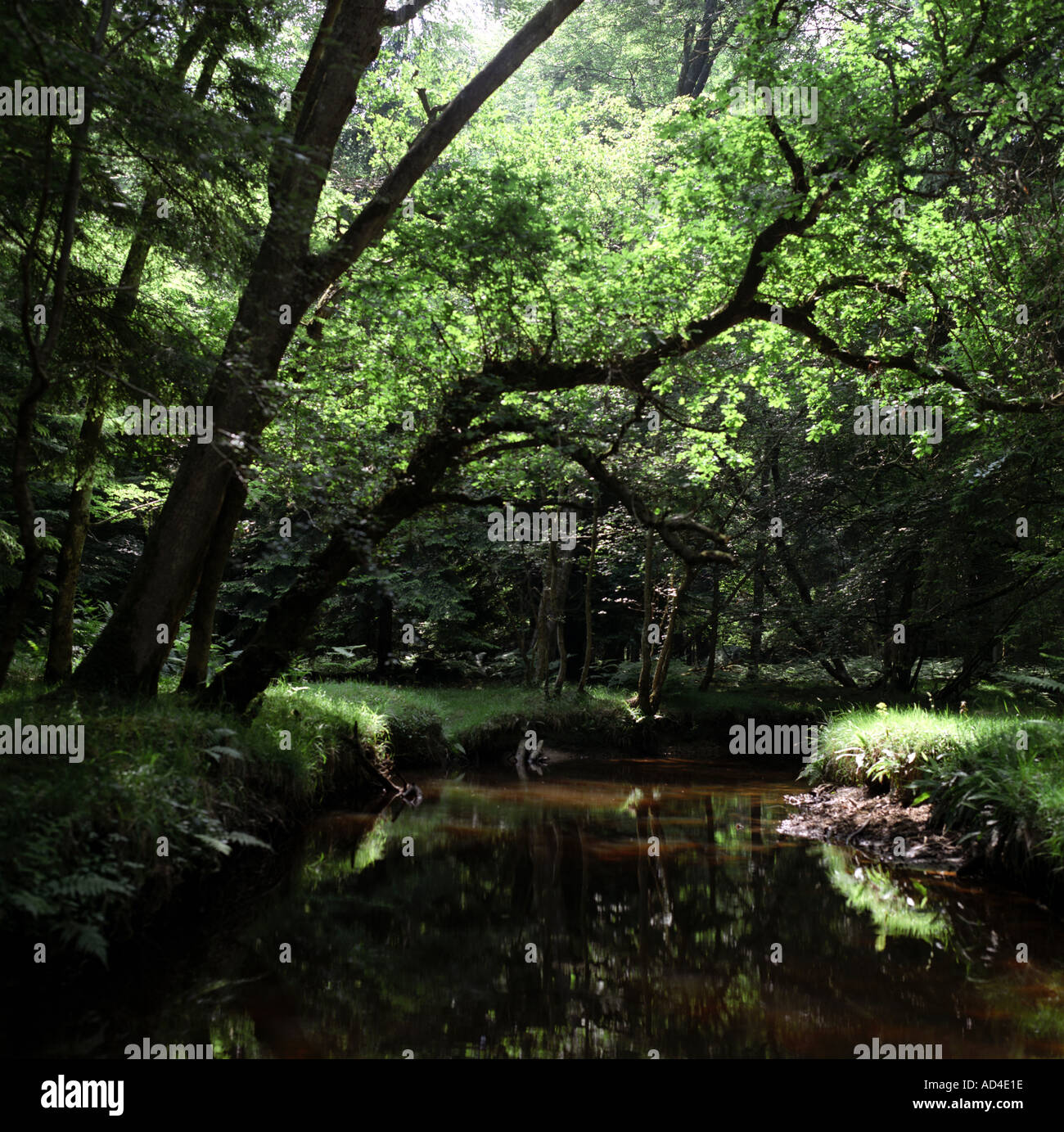 New Forest Stream Stock Photo - Alamy