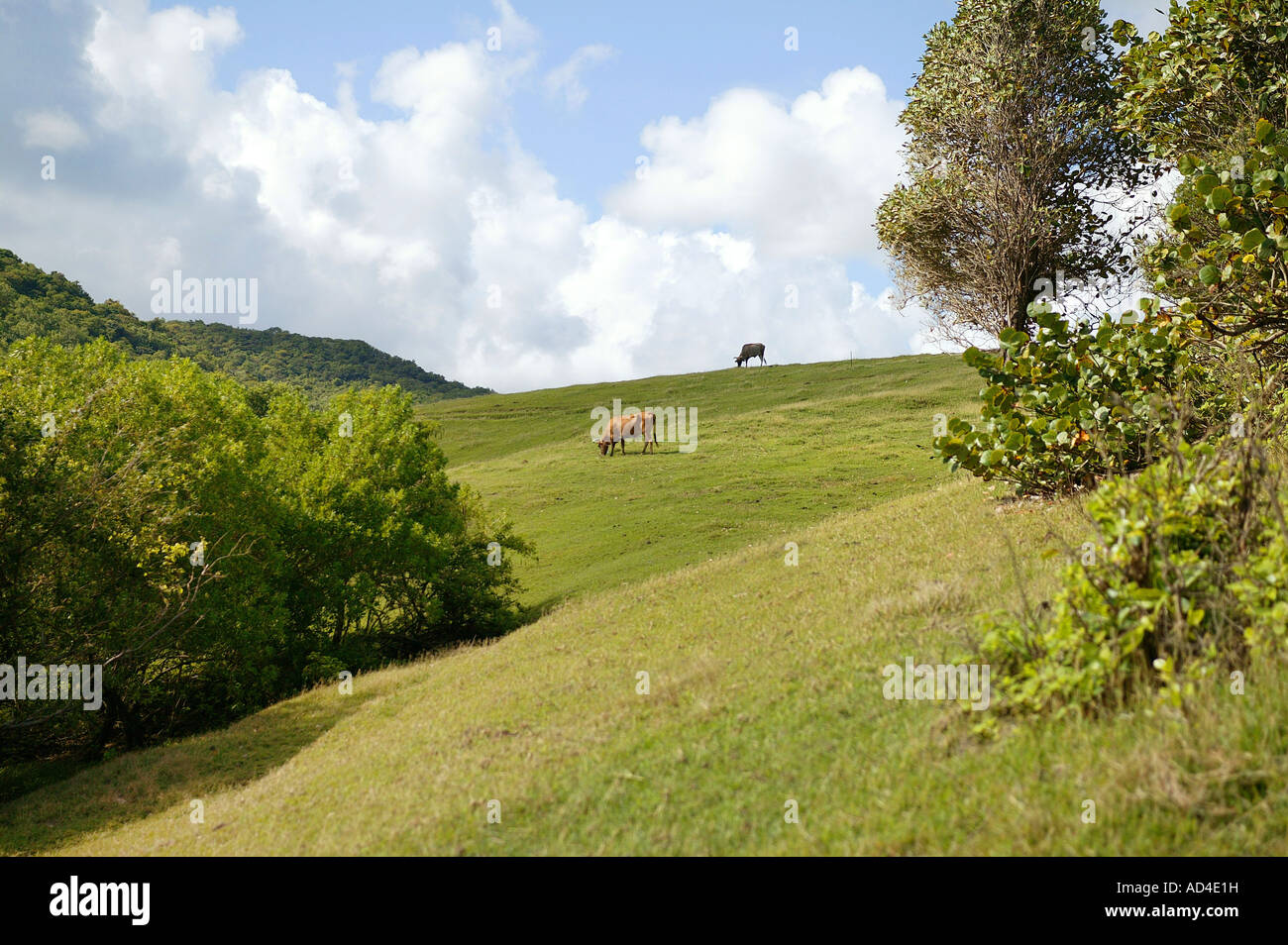 Creole cows hi-res stock photography and images - Alamy