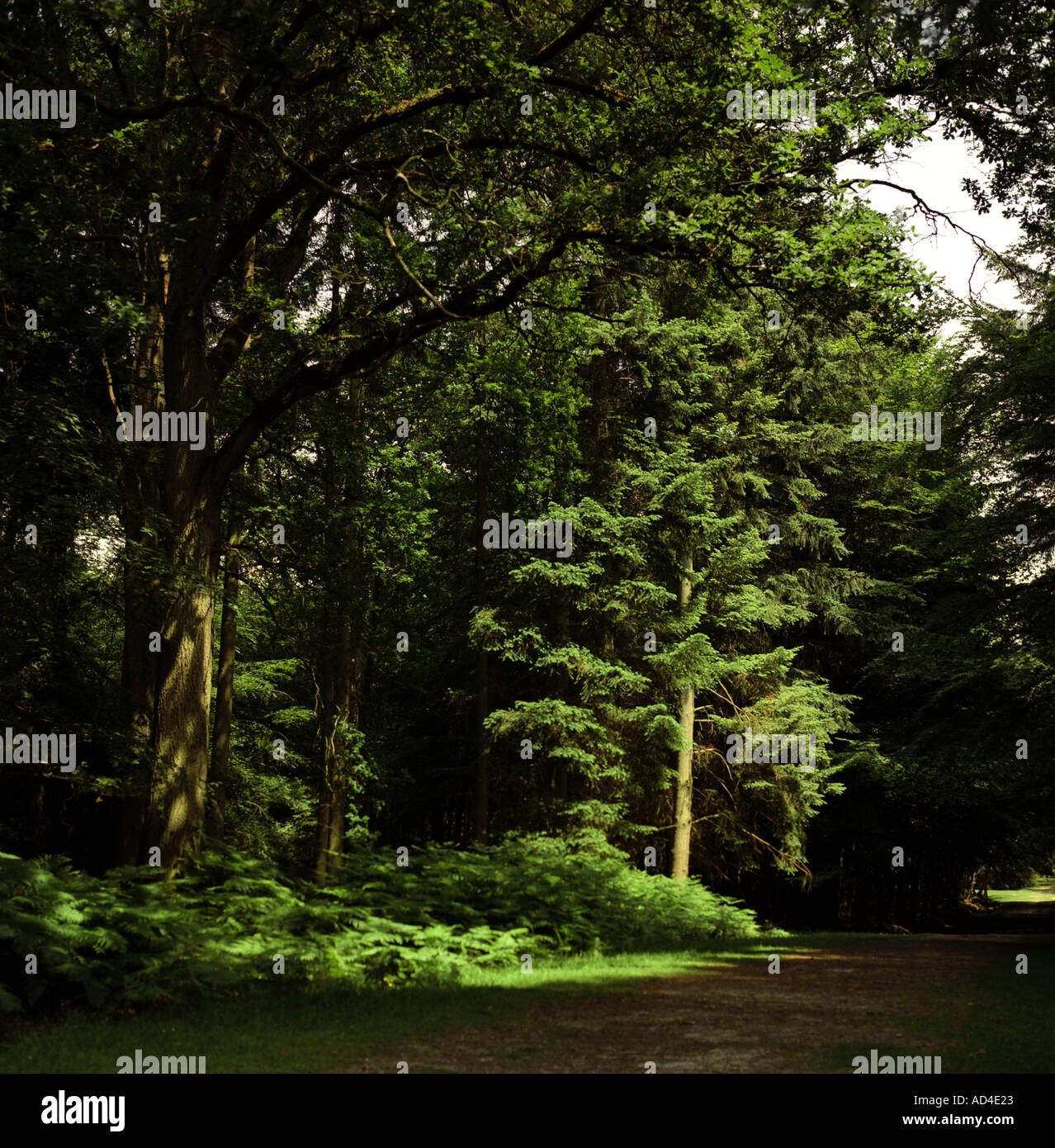 Trees through a clearing at the New Forest Stock Photo - Alamy
