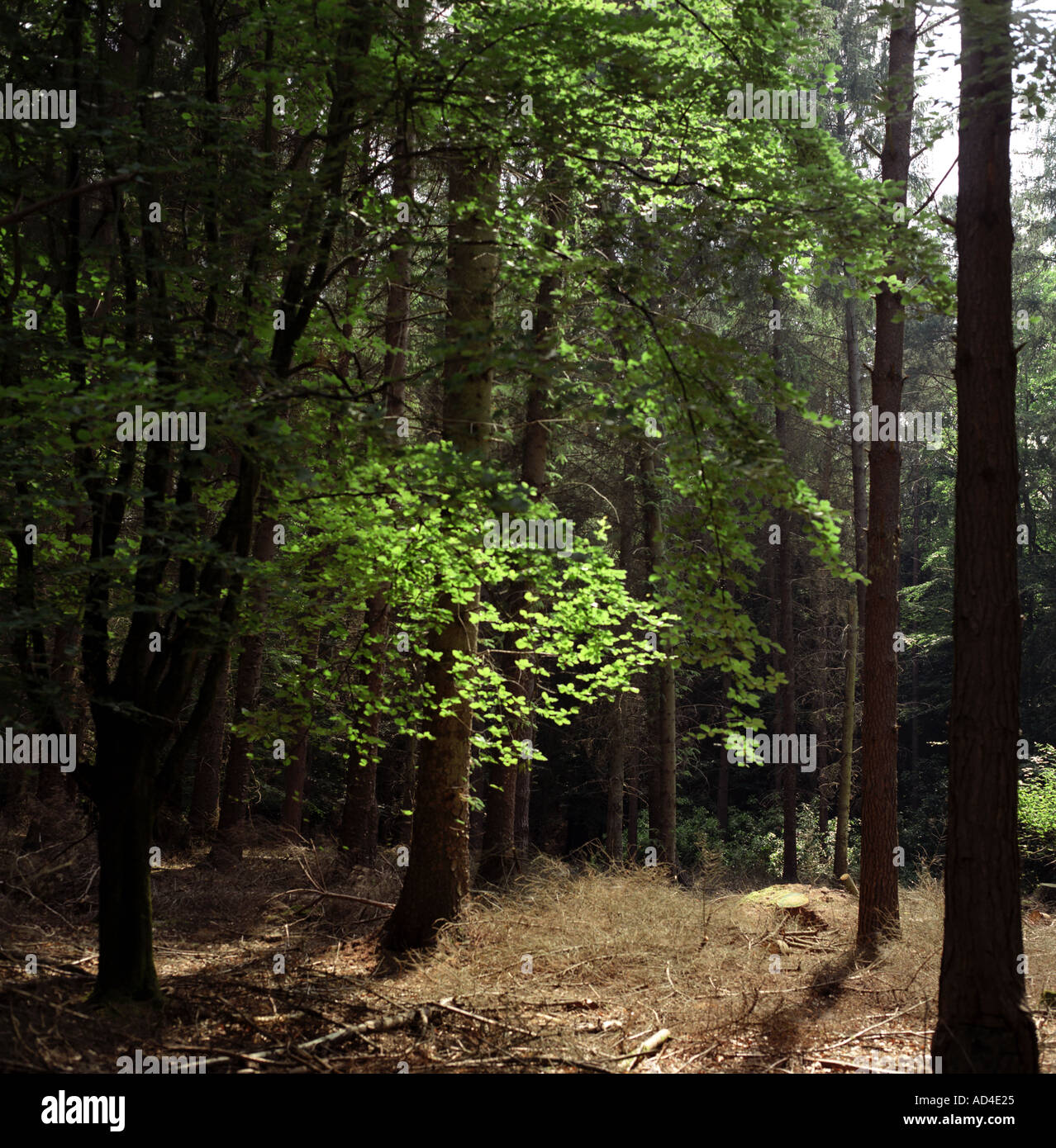 Trees through a clearing at the New Forest Stock Photo - Alamy