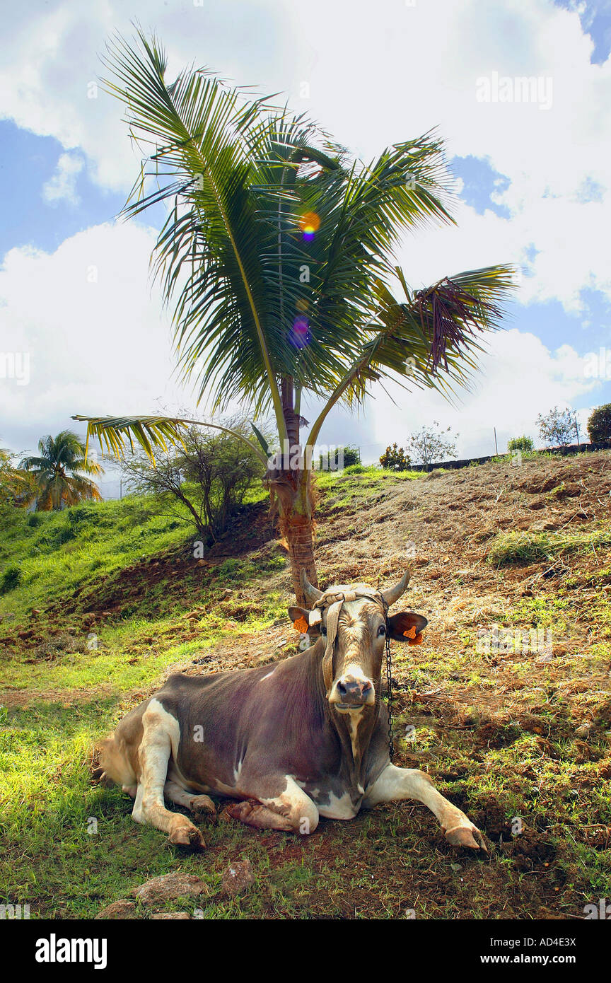 Horned animal resting Stock Photo - Alamy