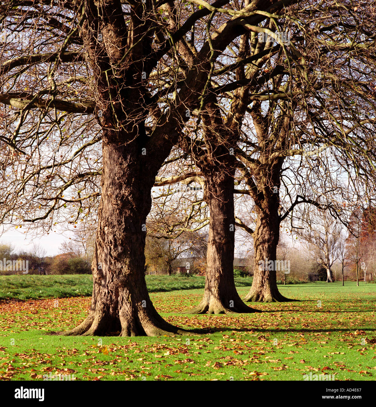 Autumn trees at Thames Promenade Reading Stock Photo - Alamy