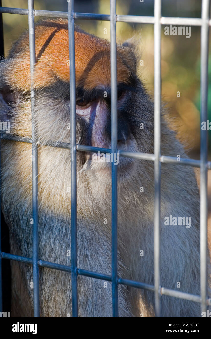 Monkey home hi-res stock photography and images - Alamy
