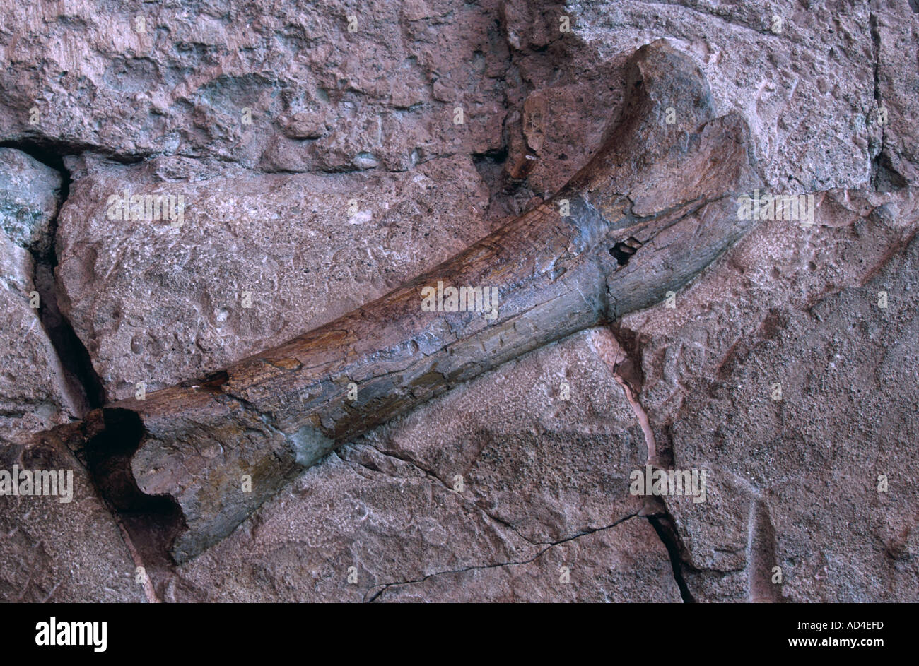 Dinosaur excavation fossils hi-res stock photography and images - Alamy