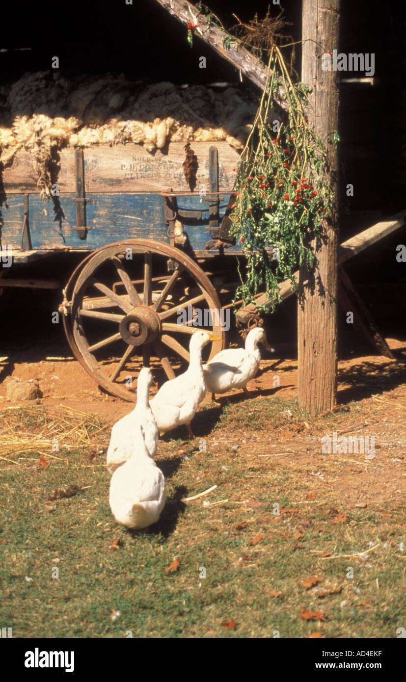 Ducks lined up in a row Museum of the Appalachians USA Stock Photo - Alamy