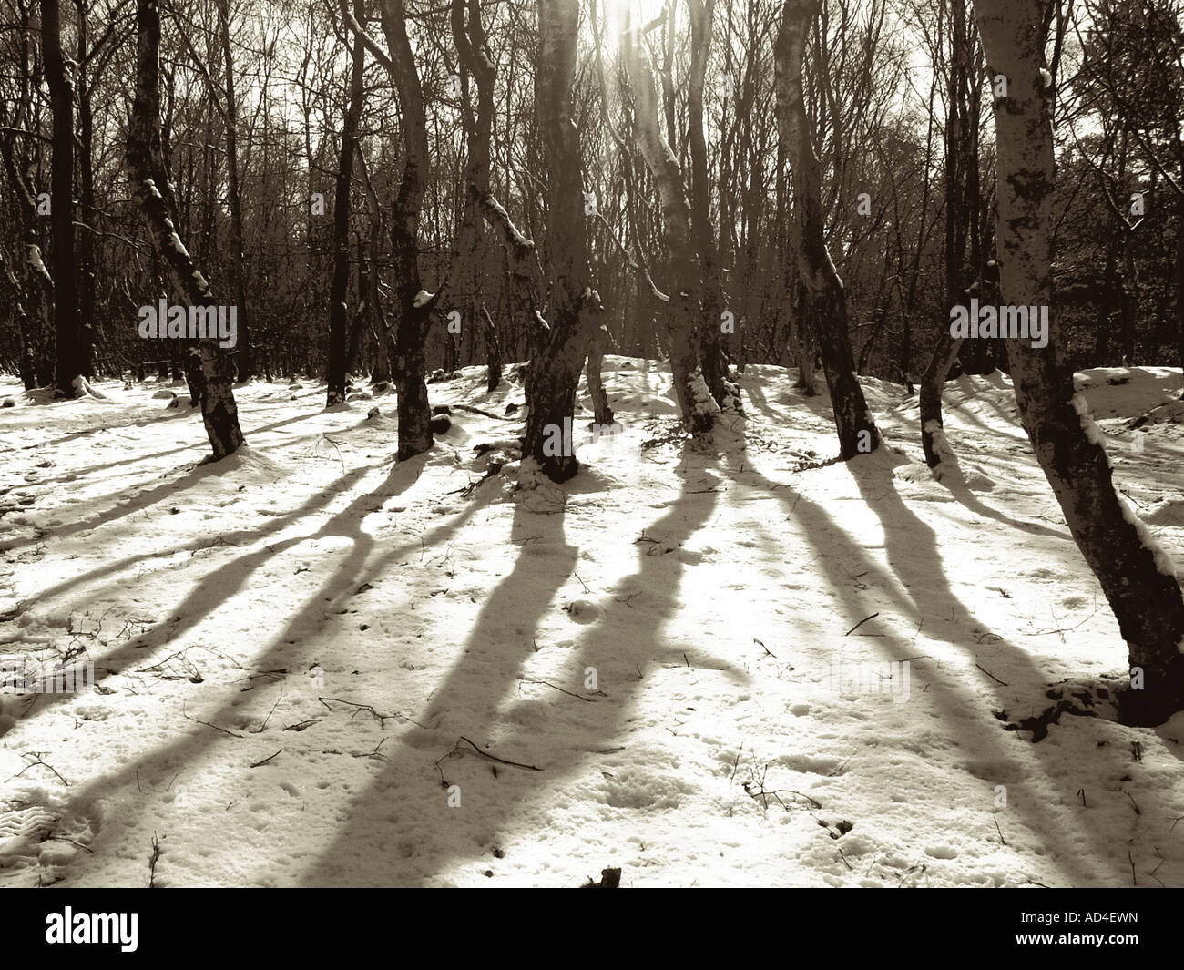 Shadows on Winter Trees Stock Photo - Alamy