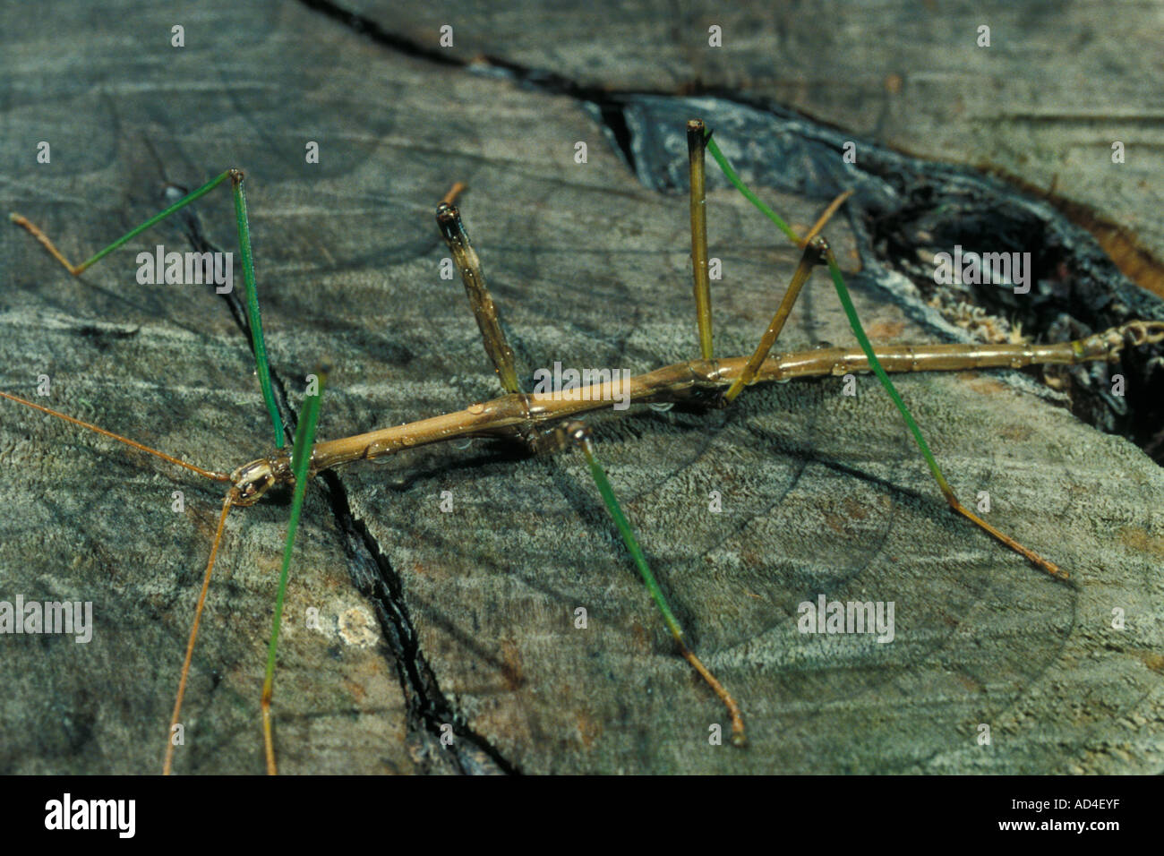 Stick insect on a tree hi-res stock photography and images - Alamy