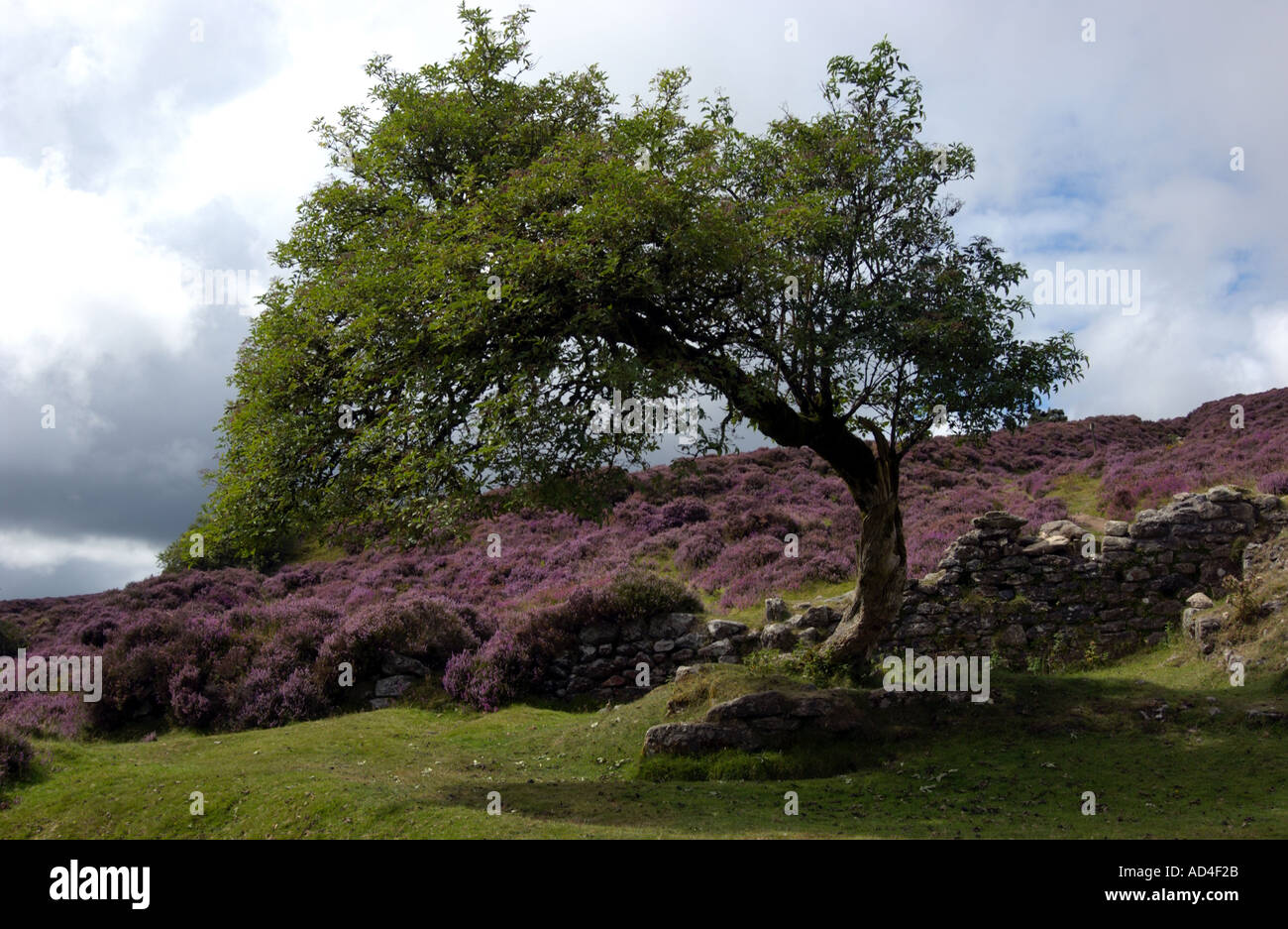 Windblown tree dartmoor hi-res stock photography and images - Alamy
