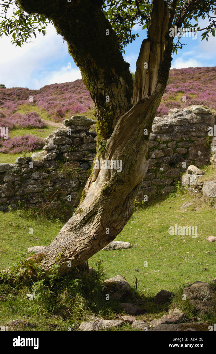 Windblown tree dartmoor hi-res stock photography and images - Alamy