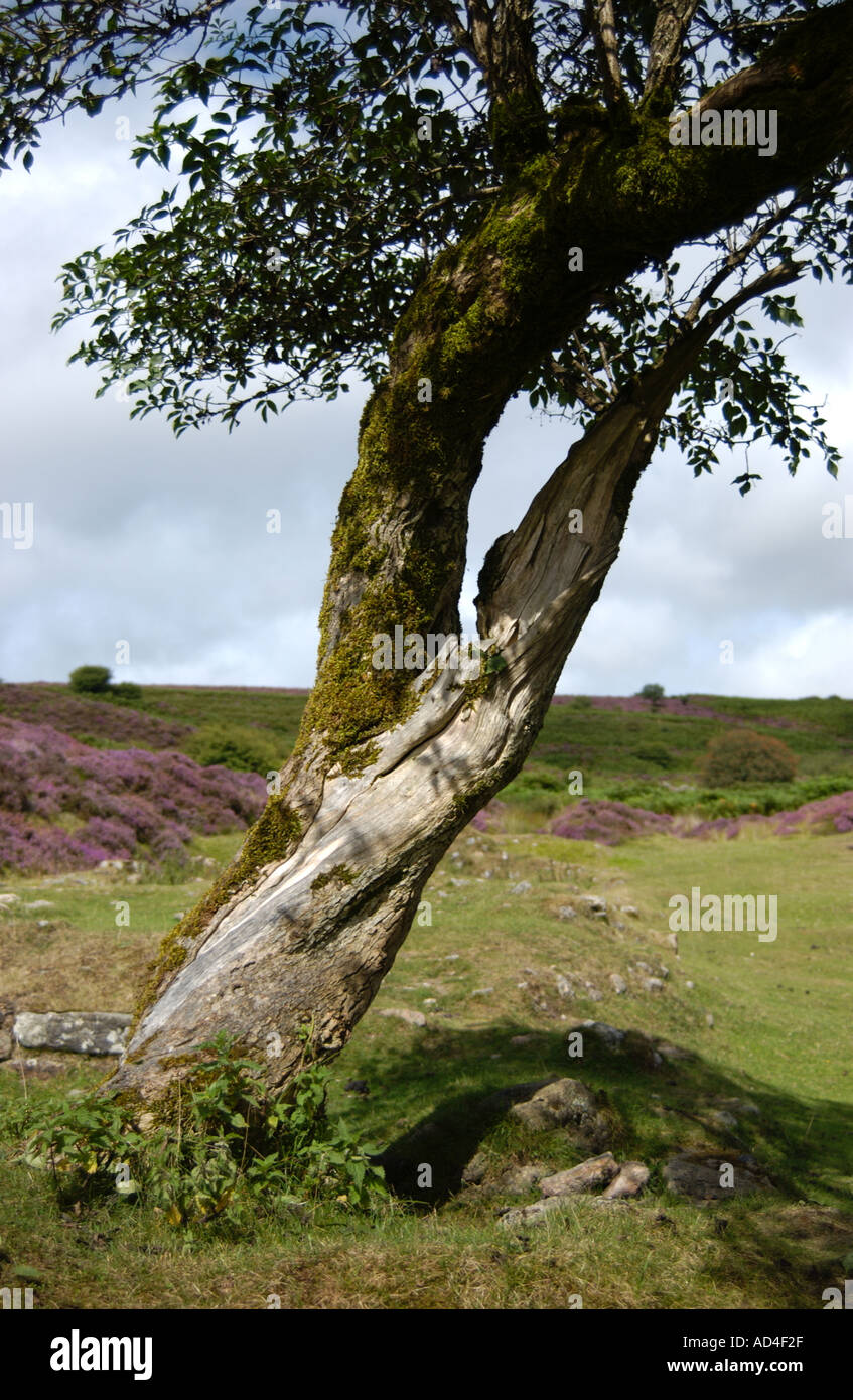 Windblown tree dartmoor hi-res stock photography and images - Alamy