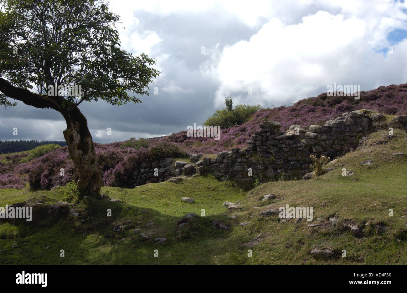Windblown tree dartmoor hi-res stock photography and images - Alamy
