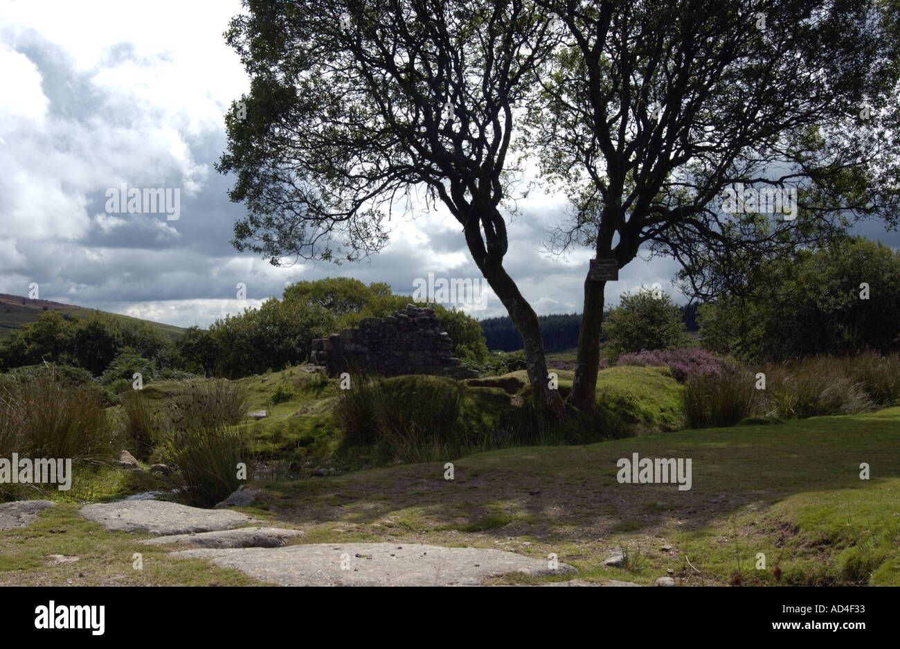 Windblown tree dartmoor hi-res stock photography and images - Alamy