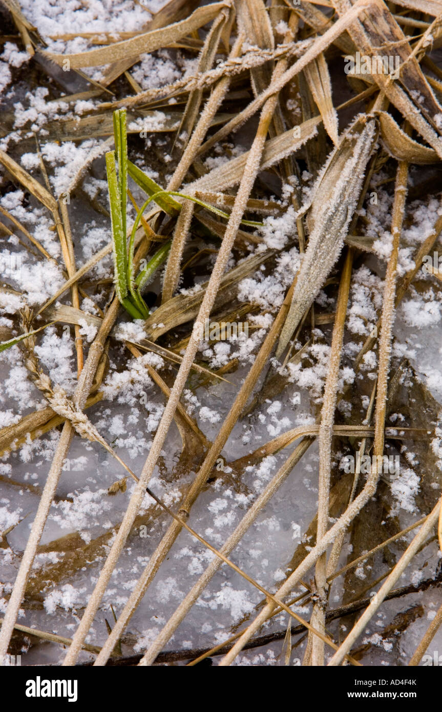 Snow dusted grasses hi-res stock photography and images - Alamy