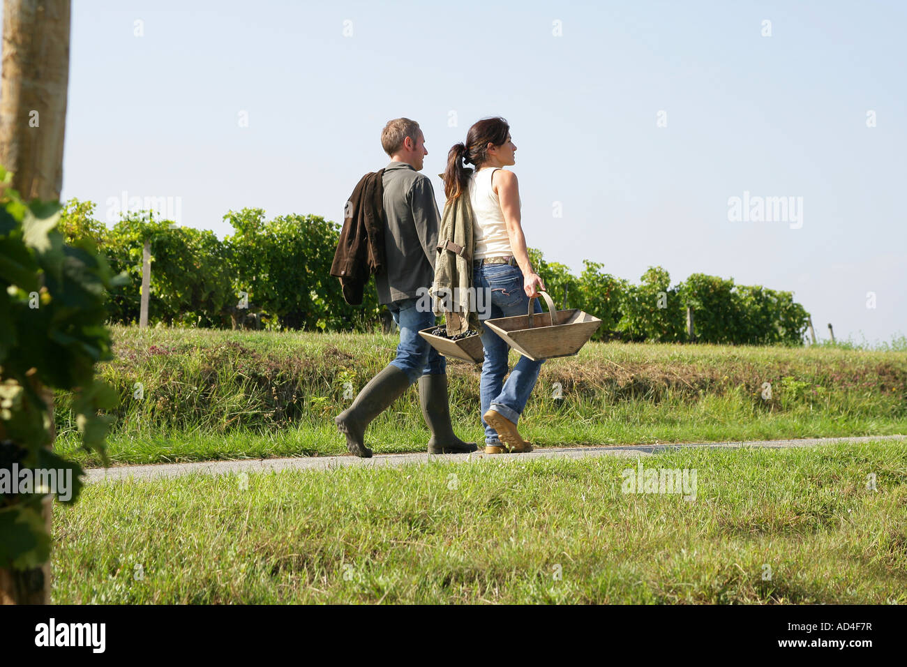Workers carrying grape crates Stock Photo - Alamy