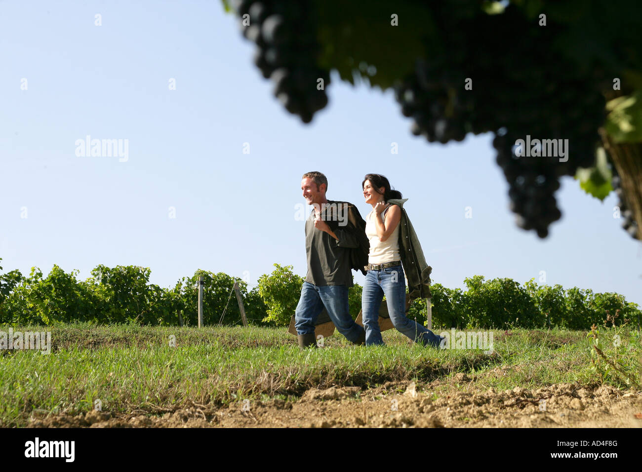 Workers carrying grape crates Stock Photo - Alamy
