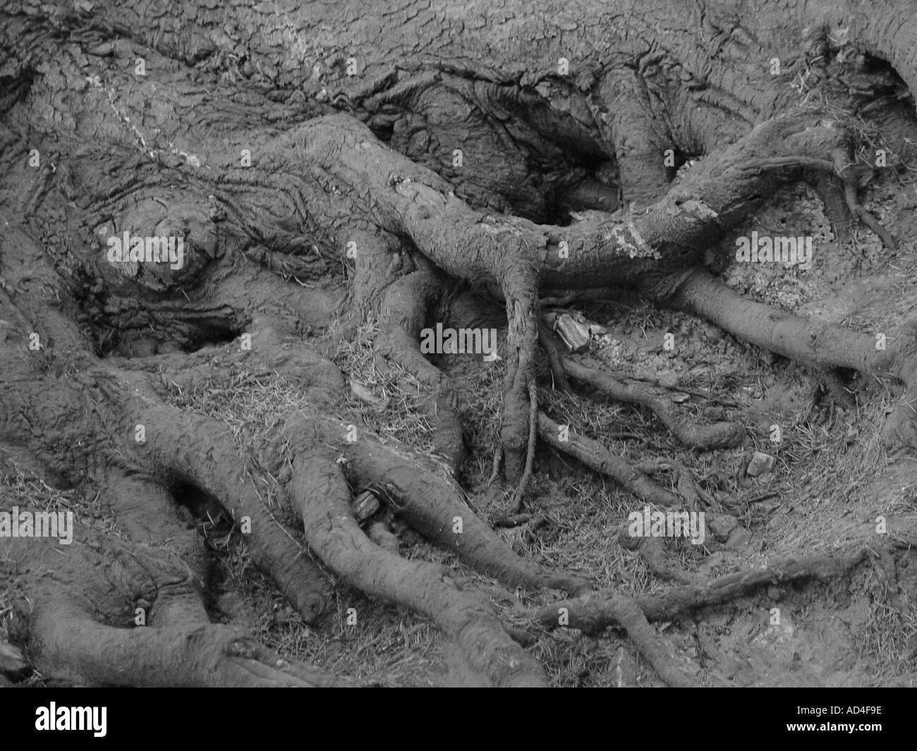 Woodland tree roots in Black and White Stock Photos & Images - Alamy