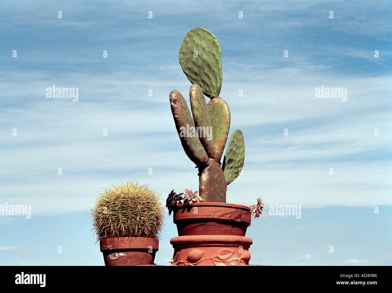 Two cacti hi-res stock photography and images - Alamy