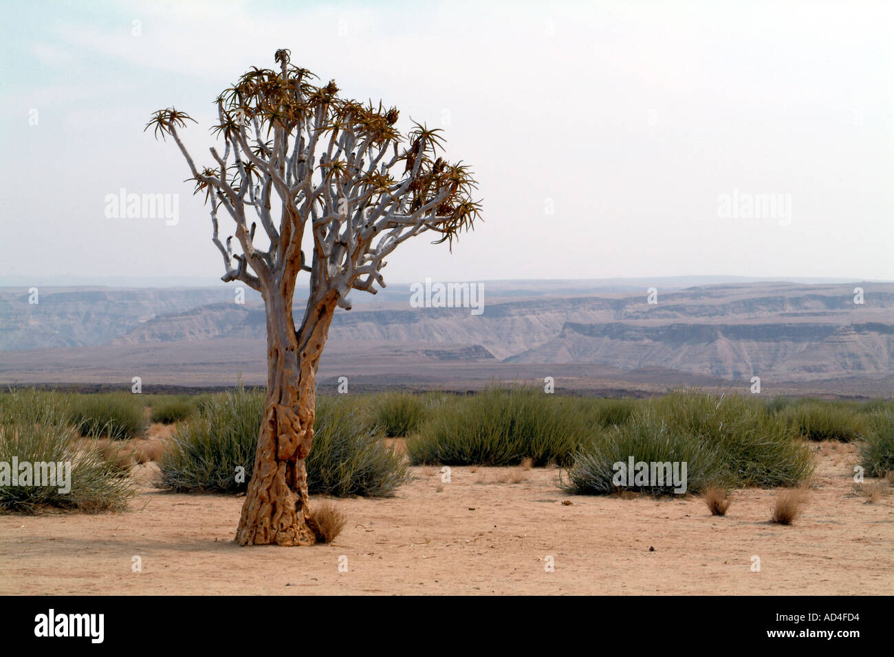 Quiver Tree or Kokerboom Fish River Canyon Southern Namibia Stock Photo ...