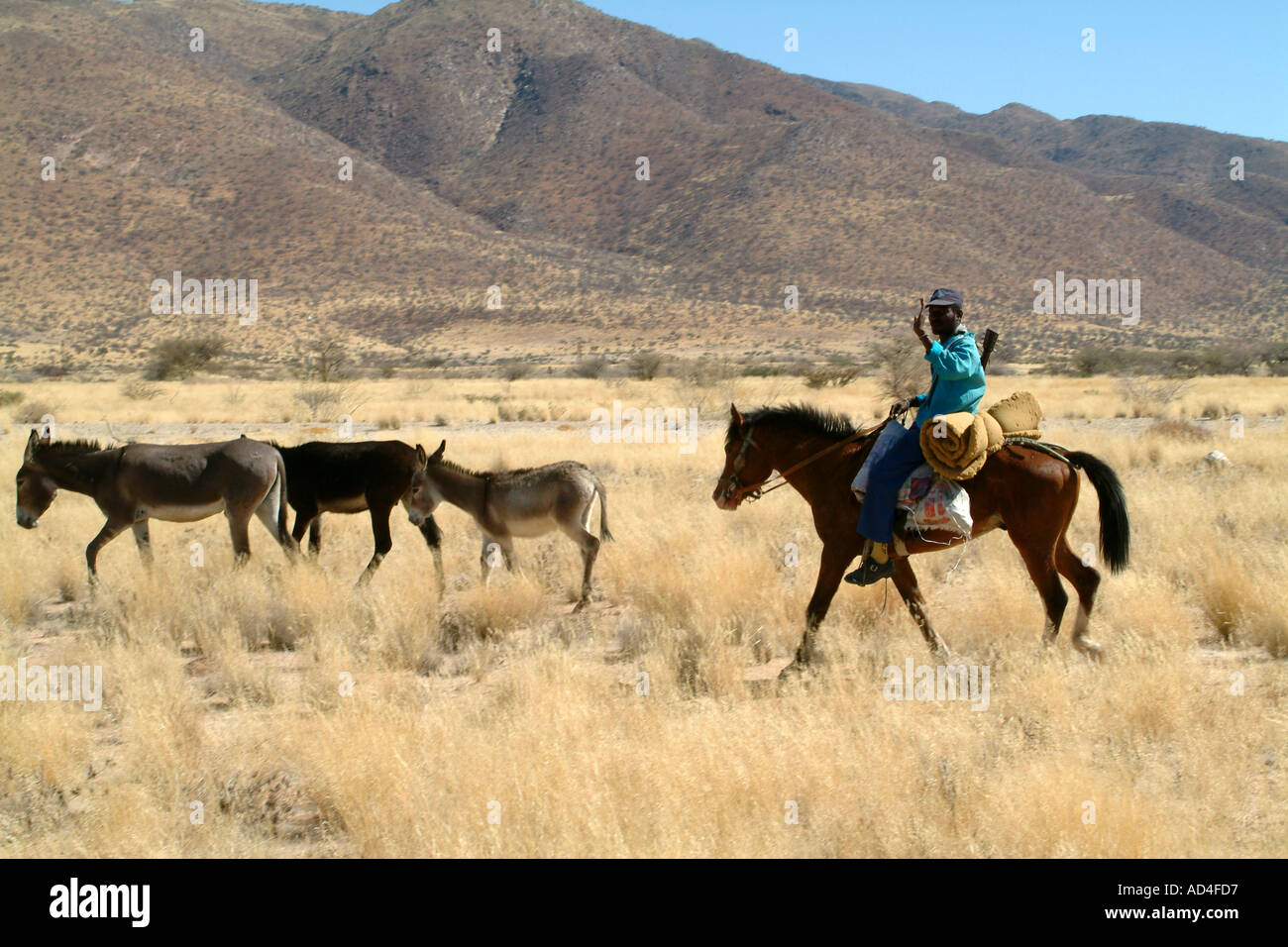 Horseman herd of Donkeys in the Savanna Namibia Stock Photo - Alamy