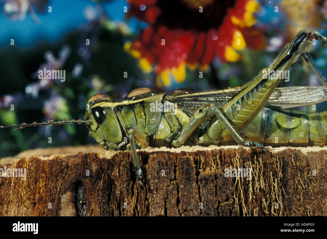 Grasshopper resting on log after rain North America Stock Photo - Alamy