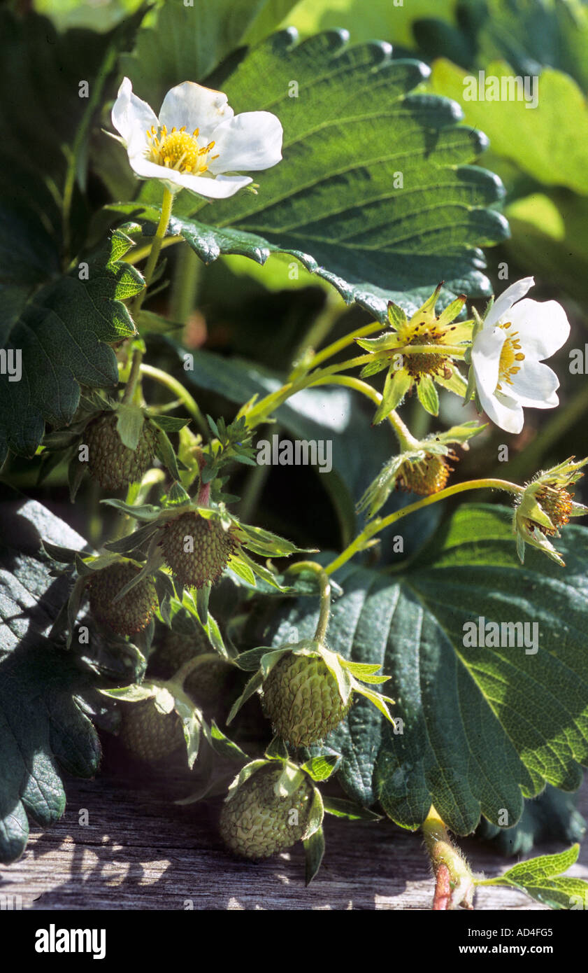 Fragaria sp strawberry hi-res stock photography and images - Alamy