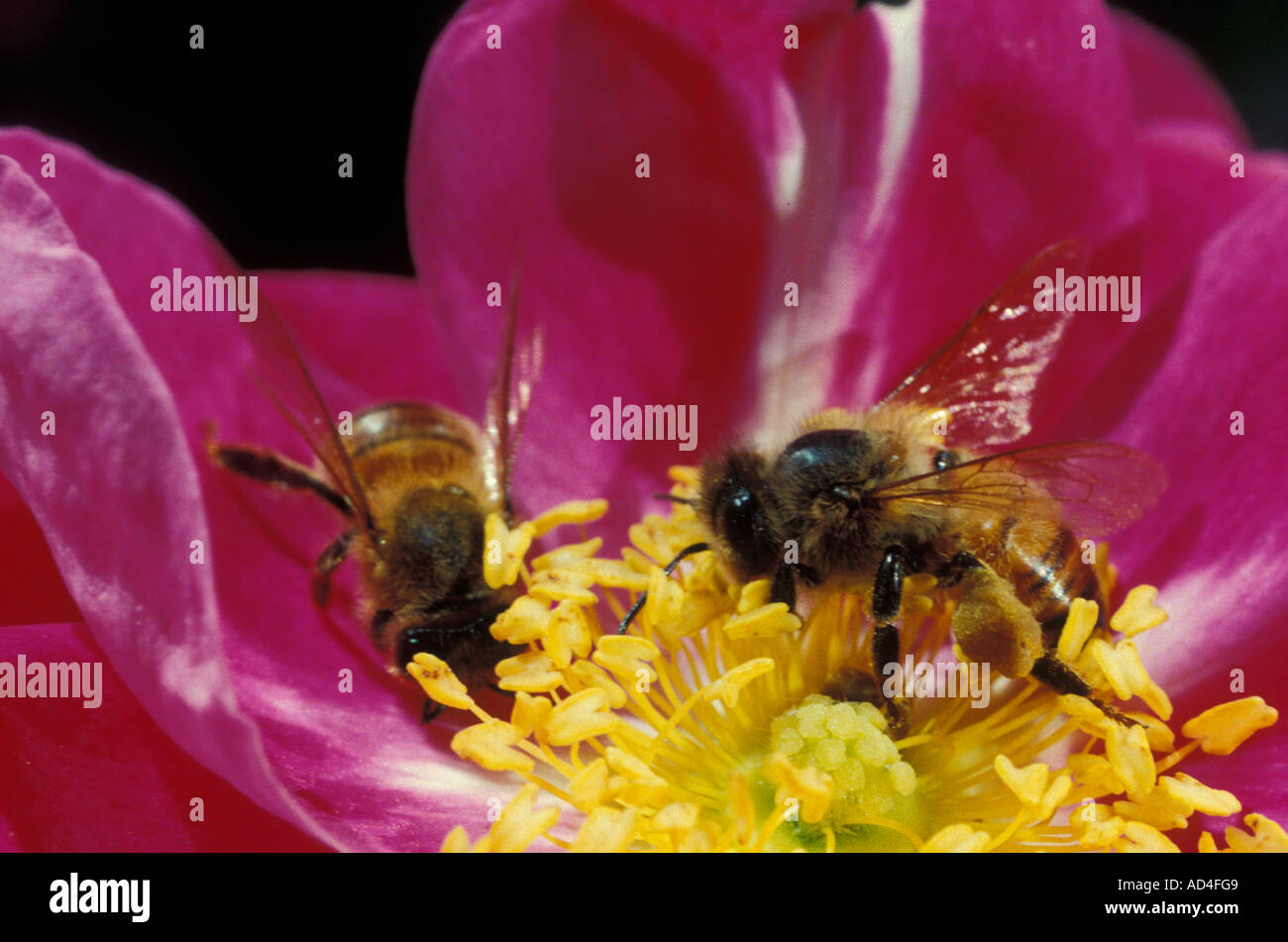 Honey bee pollinating flower North America Stock Photo - Alamy