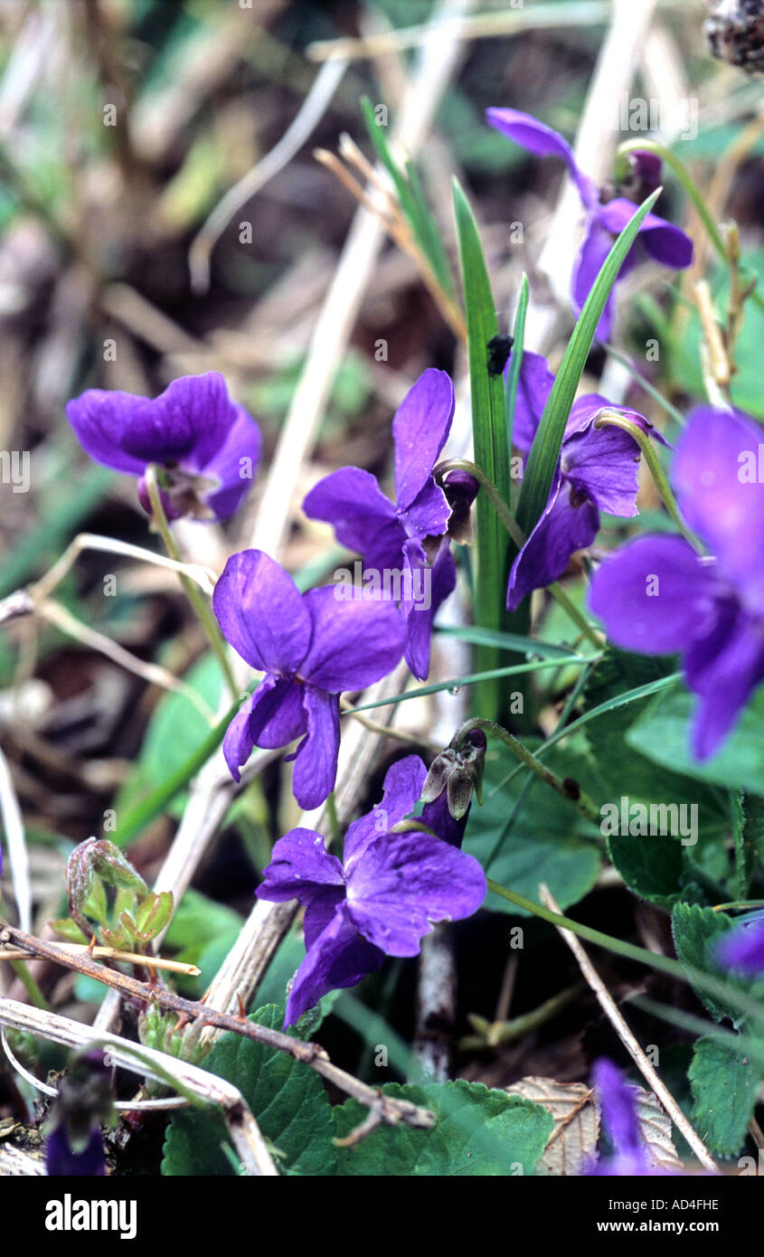 Viola riviniana growing wild hi-res stock photography and images - Alamy