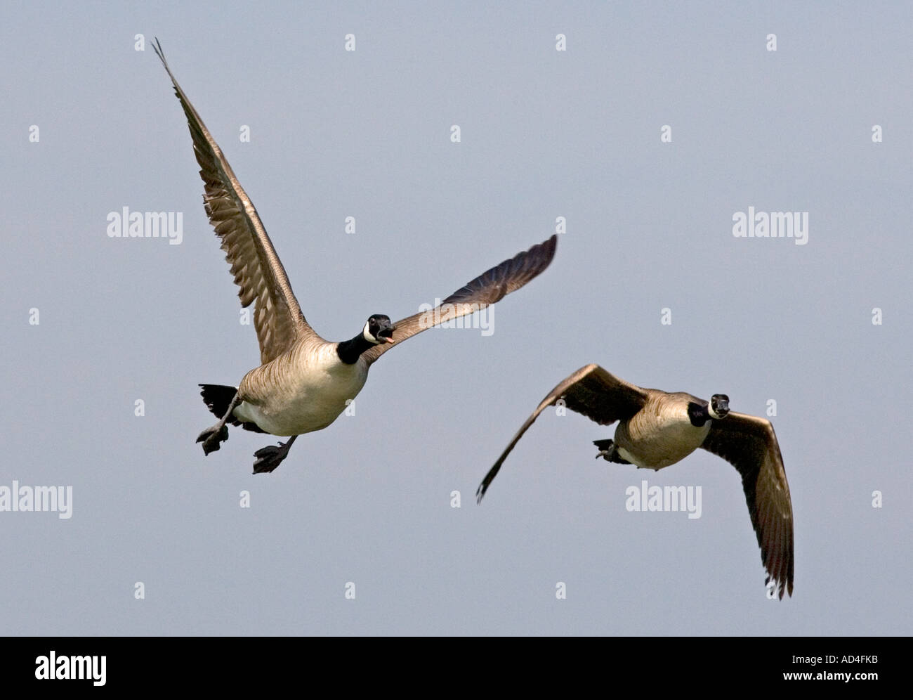 Pair feeding canada geese hi-res stock photography and images - Alamy