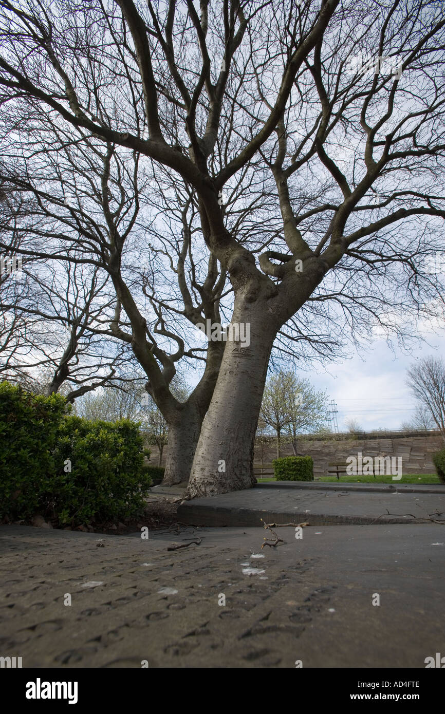 Tree with no leaves in autumn Stock Photo - Alamy