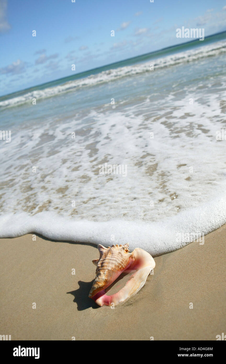 Seashell on the beach Stock Photo - Alamy