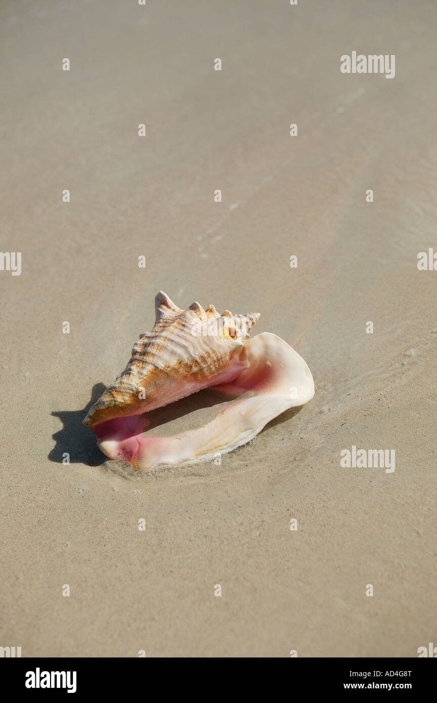 Seashell on the beach Stock Photo - Alamy