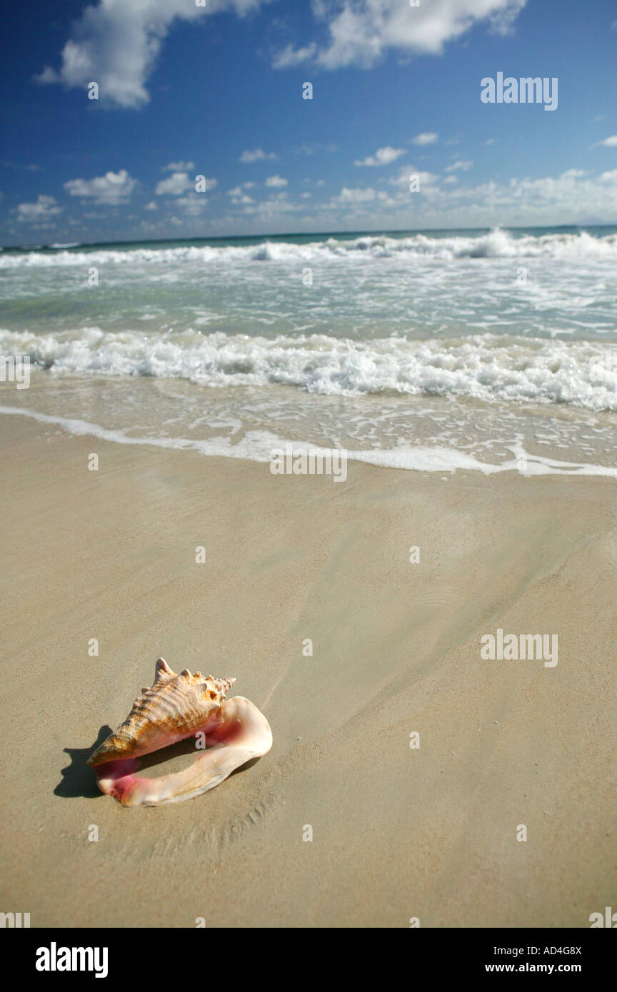 Seashell on the beach Stock Photo - Alamy