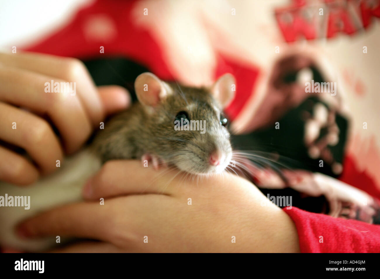 Child caressing a hamster Stock Photo - Alamy