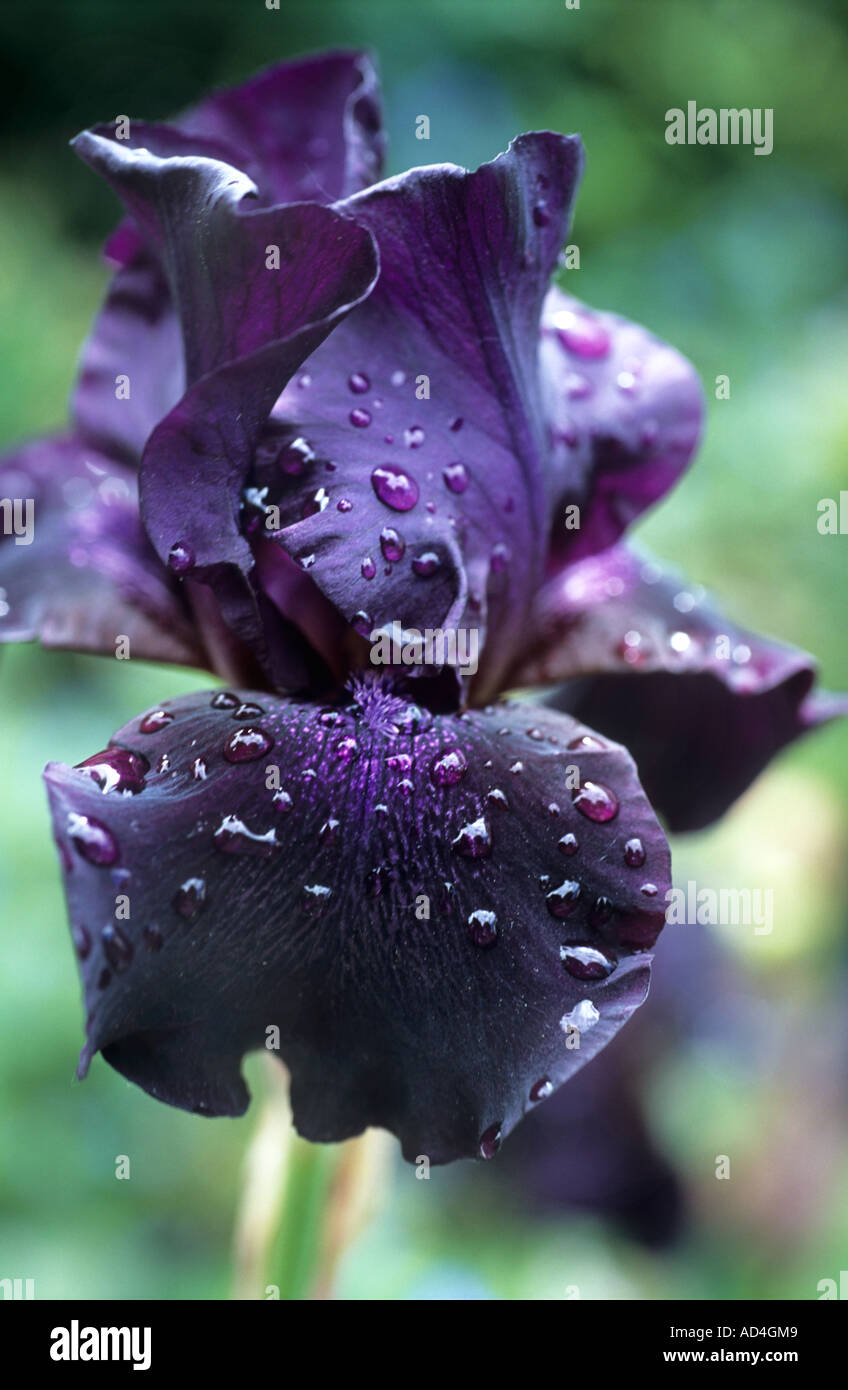 Black iris hi-res stock photography and images - Alamy