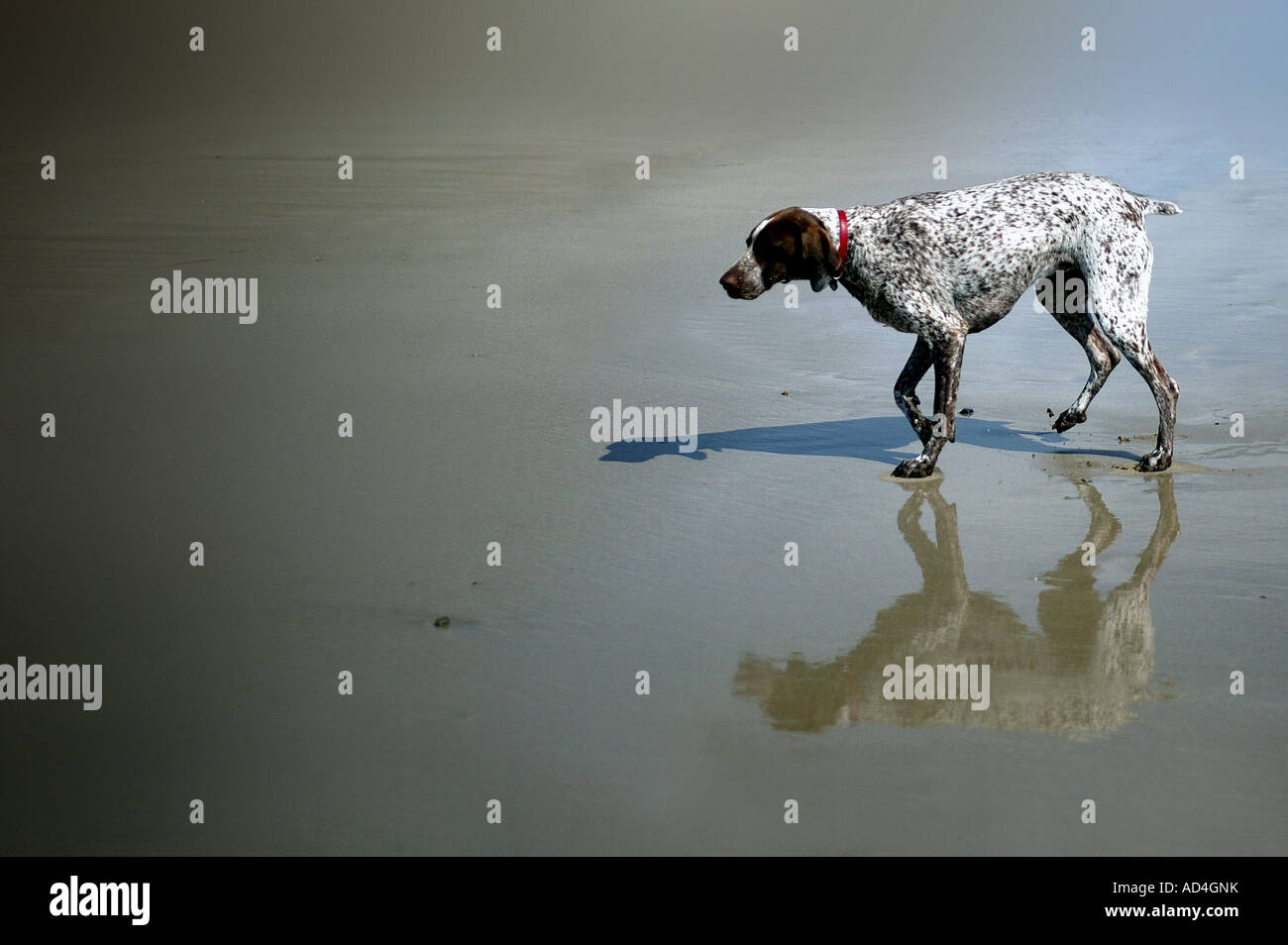 Big dog on the seashore Stock Photo - Alamy
